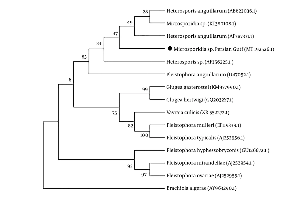 Microscopic and Molecular Description of the Microsporidian Parasite ...