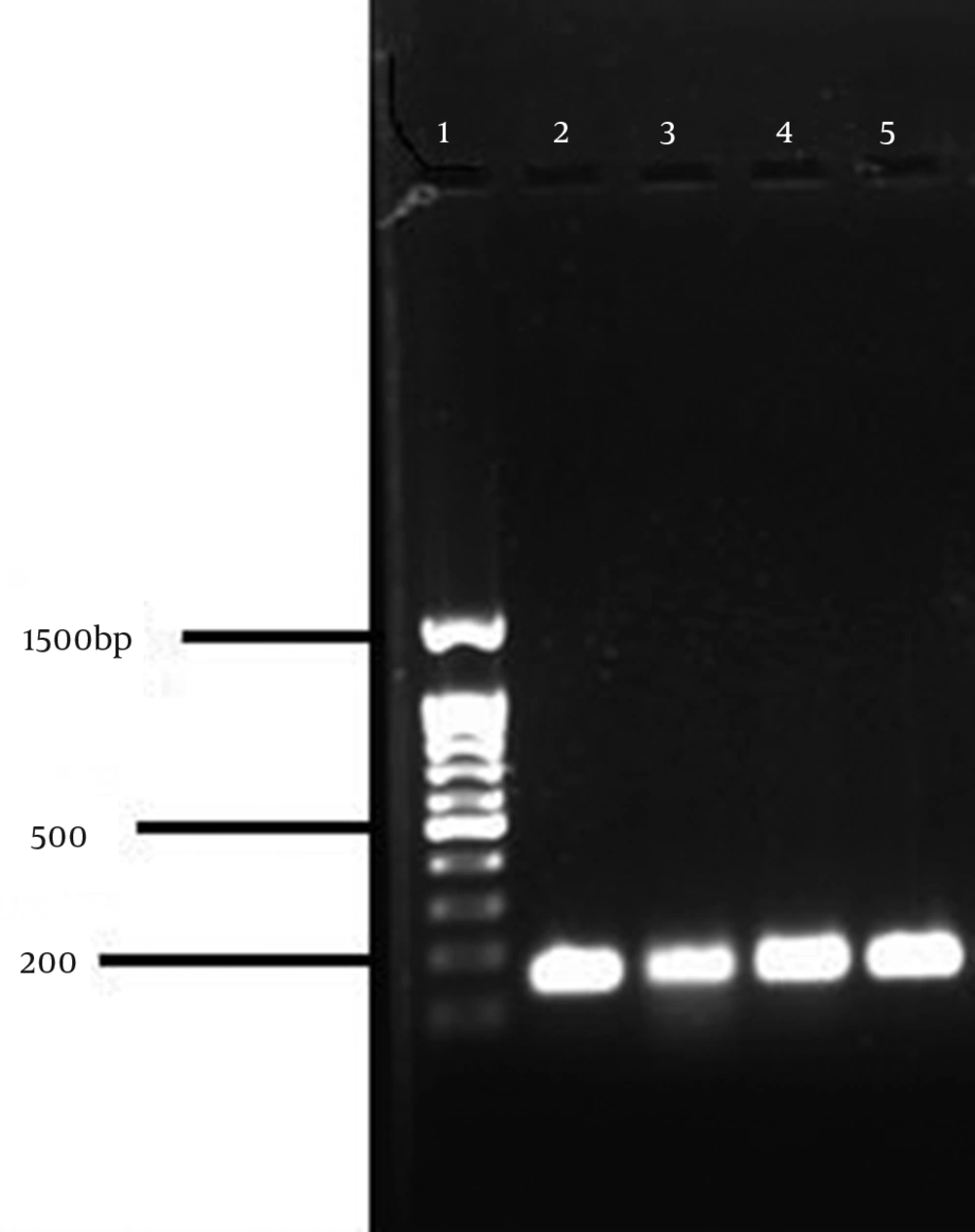 Antibiotic Susceptibility and mecA Frequency in Staphylococcus ...