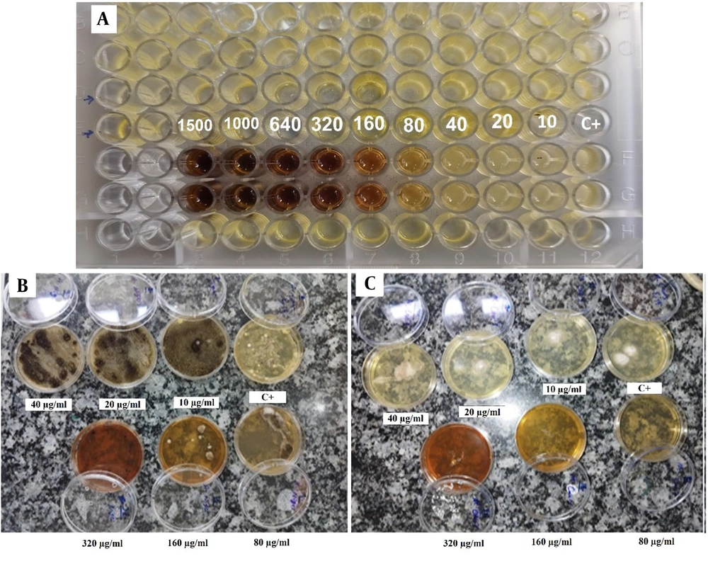 Study the Antifungal Effects of Green Synthesized Silver Nanoparticles ...